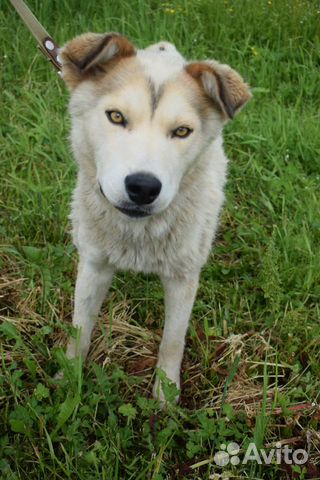 Щенок мальчик Элвис 8 мес