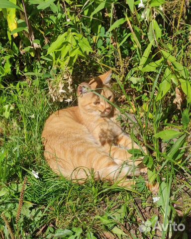 Молодой котик