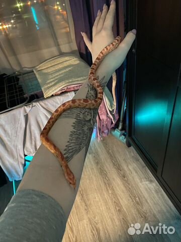 Змея маисовый полоз