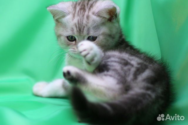 Котята шотландцы (страйты, фолды). Продажа