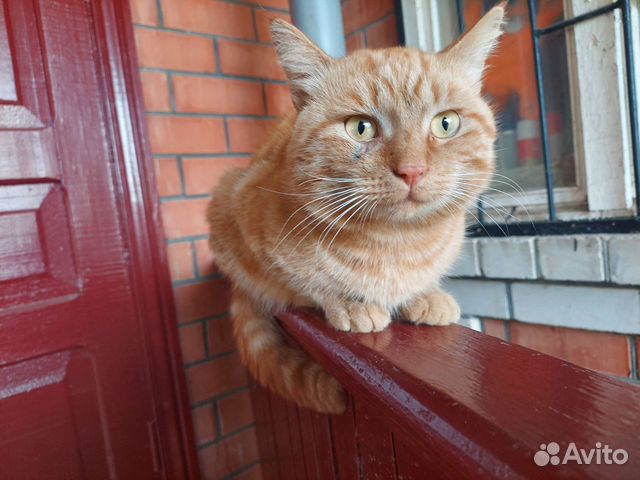 Кот