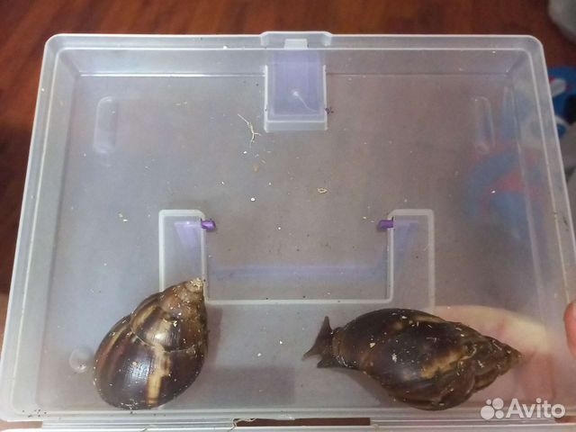Улитки ахатины большие
