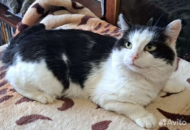 Котик в добрые руки