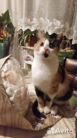 Отдаю кошечку в добрые руки