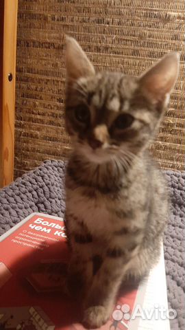 Котёнок в хорошие руки