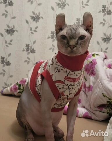 Сфинкс ищет дом