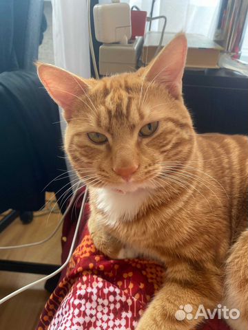 Курильский бобтейл вязка