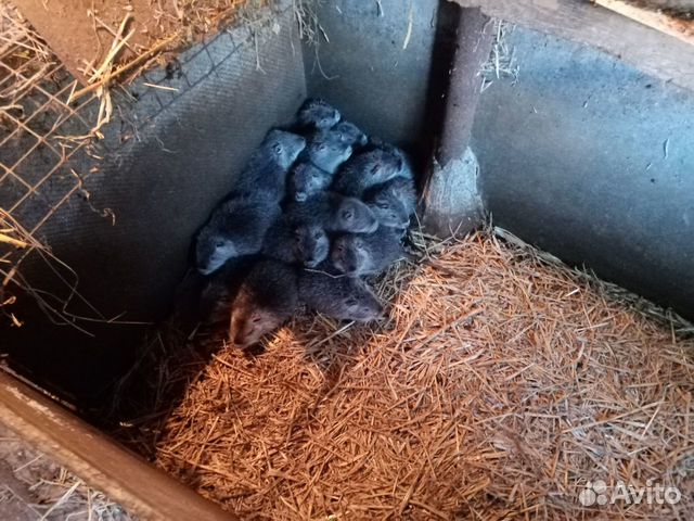 Продажа нутрий