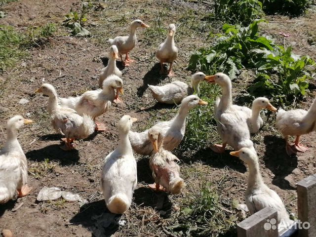 Утки