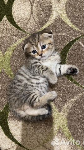 Шотландская