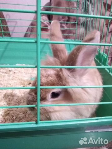 Декоративный кролик