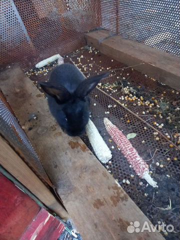 Крол великан обмен