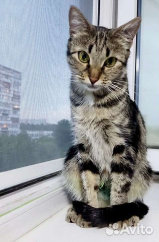 Спасеныш пионерка Эльза ищет семью