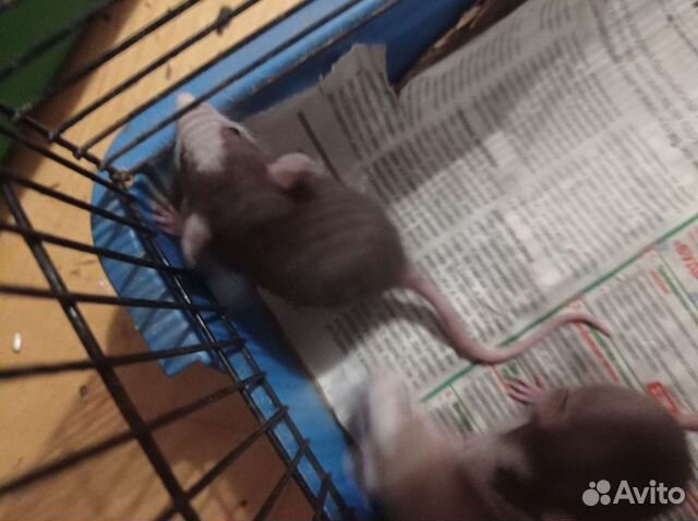 Декоративная крыса