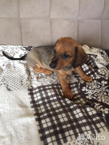 Щенки таксы