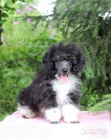 Пудель арлекин