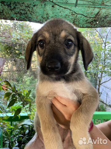 Ласковая умница щенок Стеша 3мес