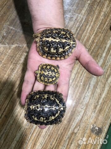 Черепаха Эластичная (Malacochersus tornieri)