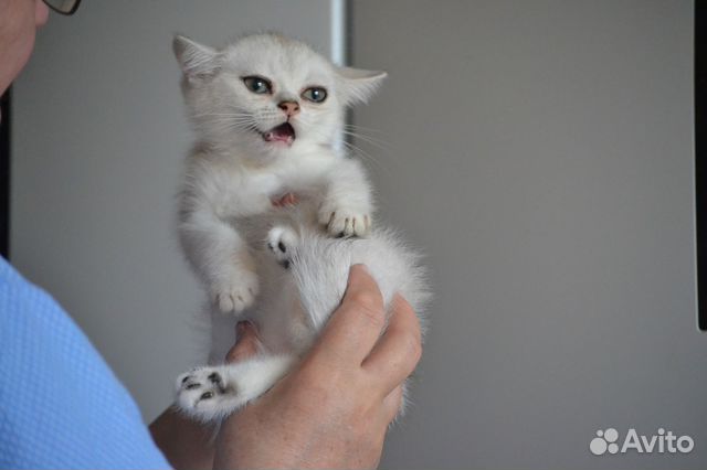 Британский котёнок