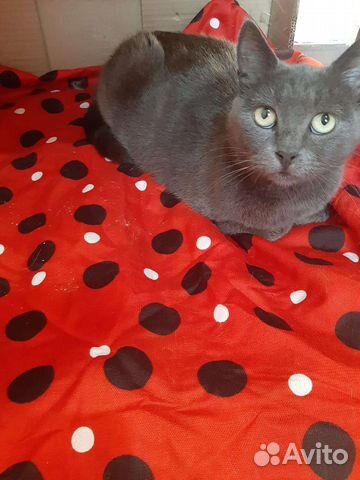 Молодая кошечка-красотка