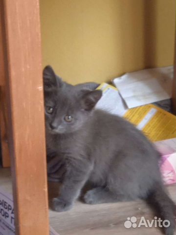 Котёнок русская голубая