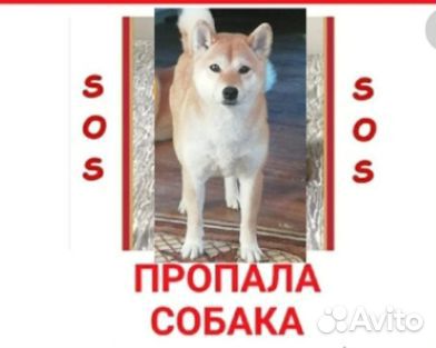 Шиба сиба Ину