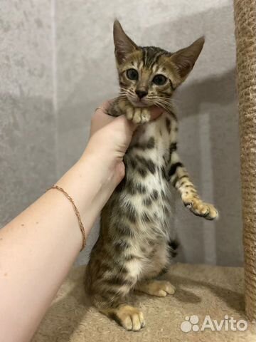 Бенгальские котята