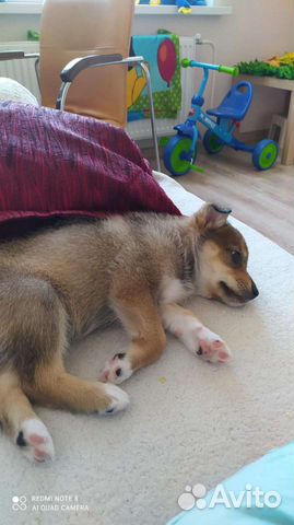 Щенок Хаски/Лайка