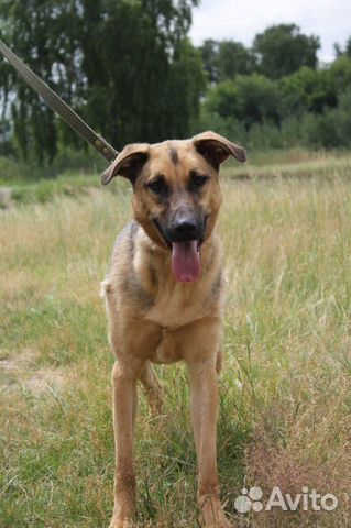 Собака в добрые руки, Лео