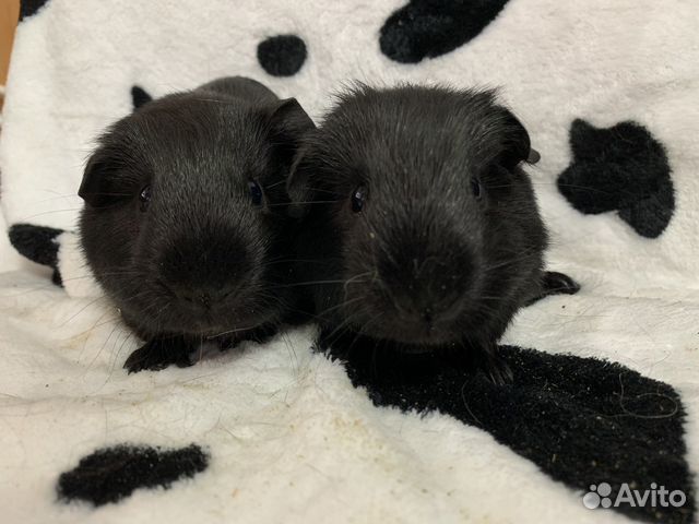 Морские свинки мальчики черненькие