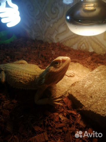 Бородатая агама бесплатно