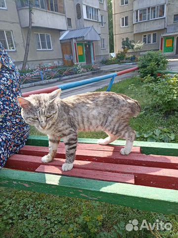 Бобтейл кот