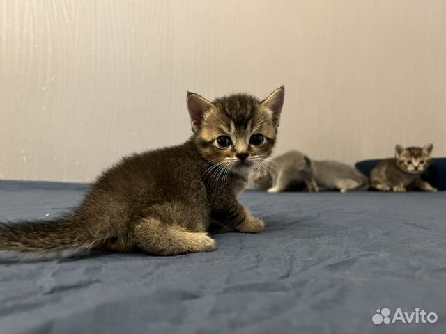 Котенок шотландский