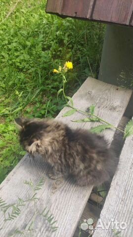 Котята британские +сибирские