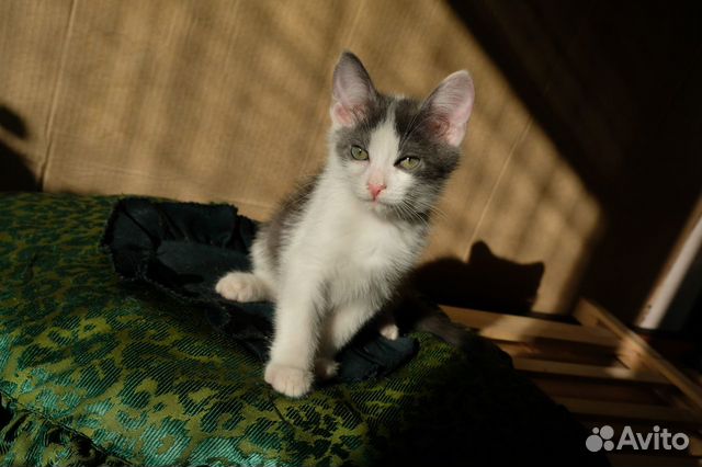 Котенок в добрые руки