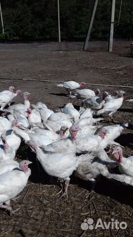 Индюки хайбрид конвертер