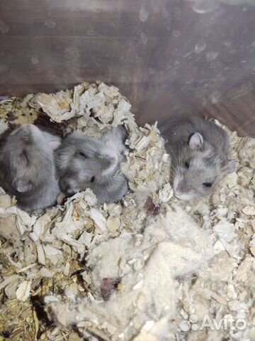 Джунгарский хомяк