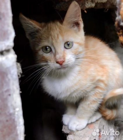 Котята девочки в добрые руки привезу
