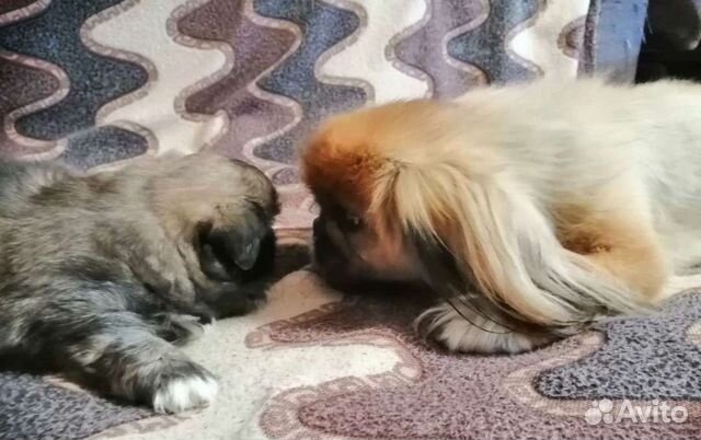 Щенок Пекинеса