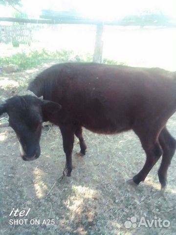 Корова телка