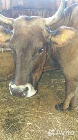 Корова стельная дойная