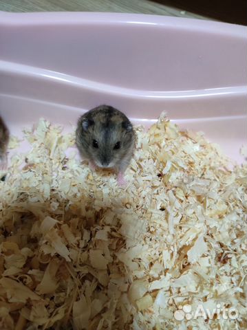 Отдам малыша-джунгарика