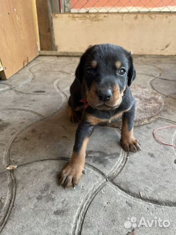Щенки добермана
