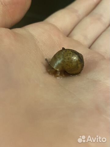 Улитки ахатины маленькие