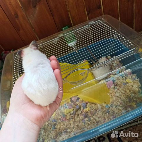 Клетка и хомяки