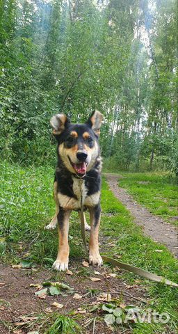 Собака Френки бесплатно