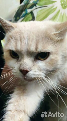 Кошку выкинули родственники после смерти хозяйки