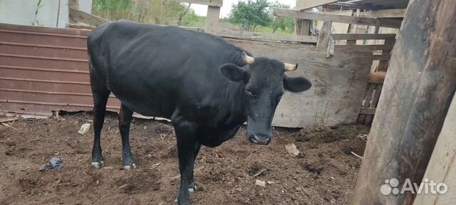 Корова стельная