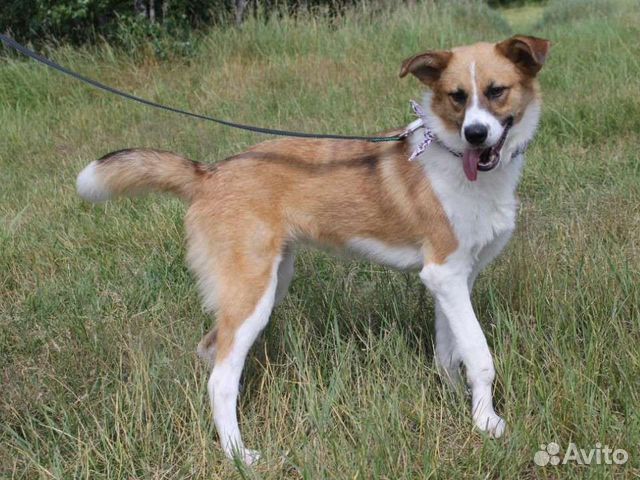 Собака Веснушка только в добрые руки