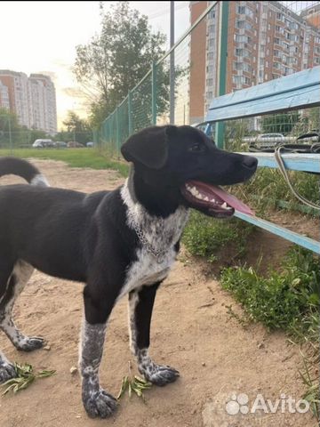 Щенки лабрадора метис